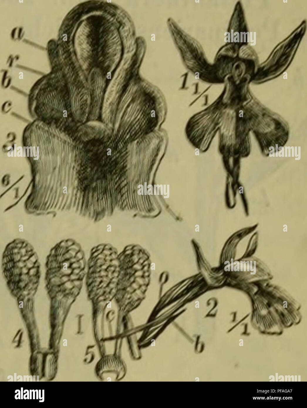 An 1800s medicinal botany text focusing on pharmaceutical plants like ...