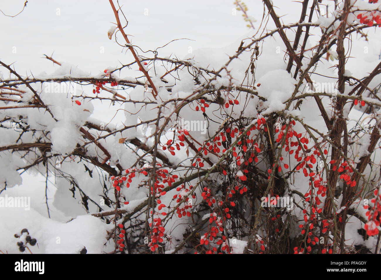 Briar Bush High Resolution Stock Photography and Images - Alamy