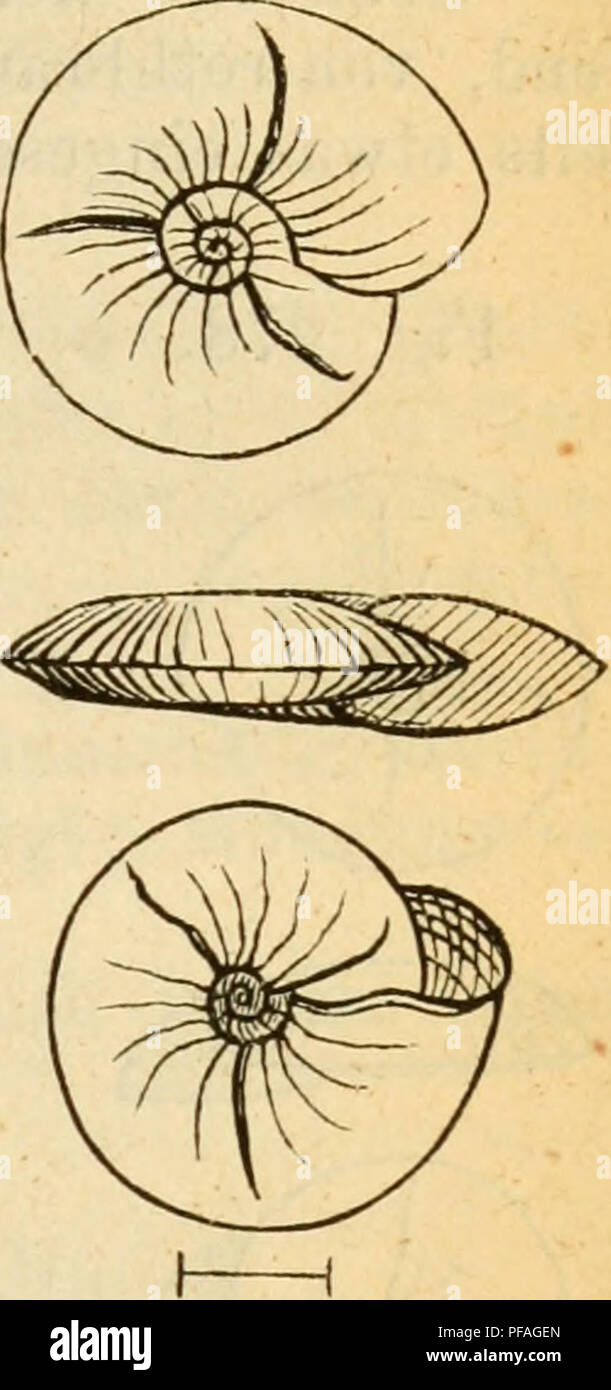 This study of German mollusk fauna includes detailed descriptions of ...