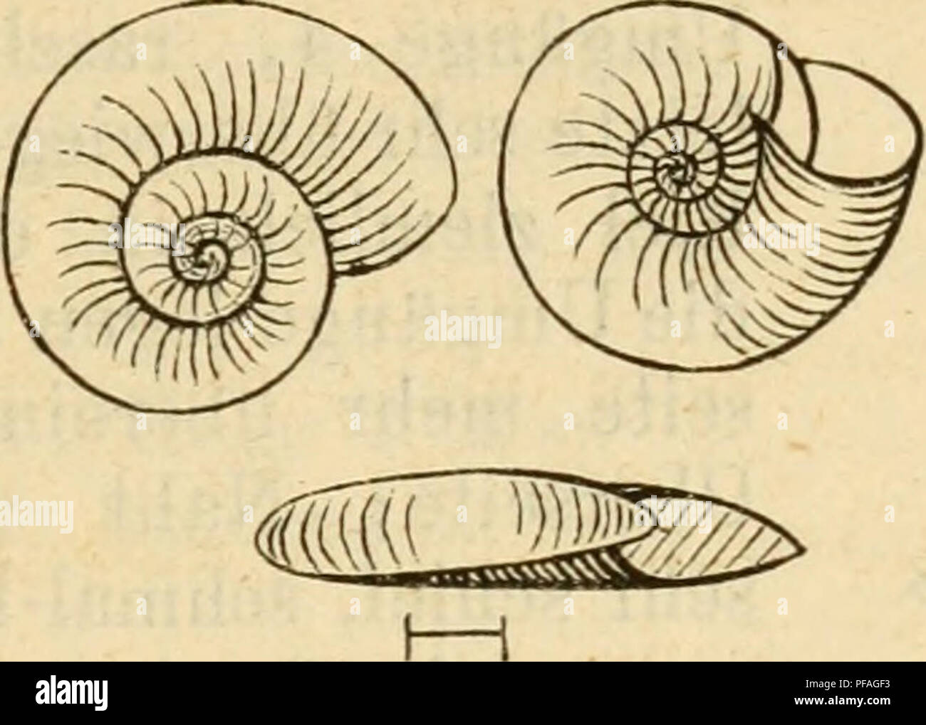 This work describes the mollusk species *Planorbis riparius*, detailing ...