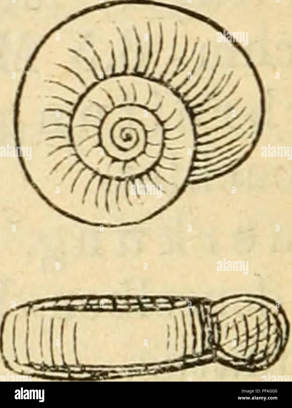 This work discusses the mollusk species Pl. spirorbis and its ...