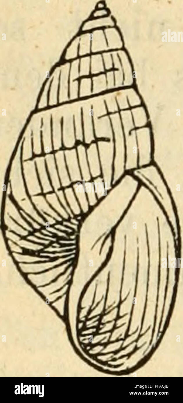 Turricula hi-res stock photography and images - Alamy