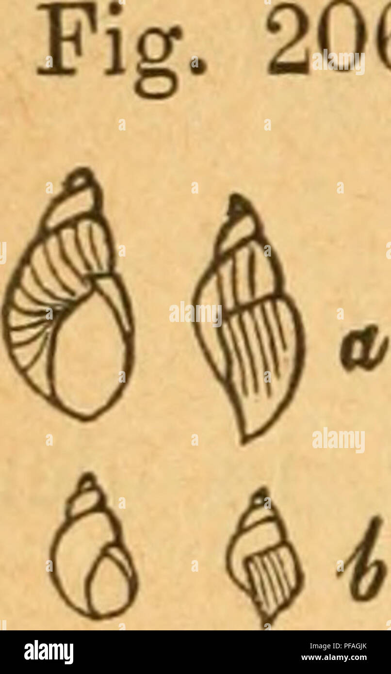 The Deutsche Excursions Mollusk Fauna describes various mollusk species ...