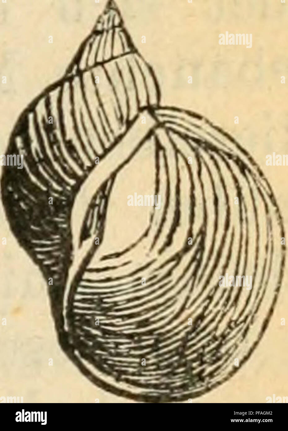This work discusses the distribution and variations of Limnaea species ...