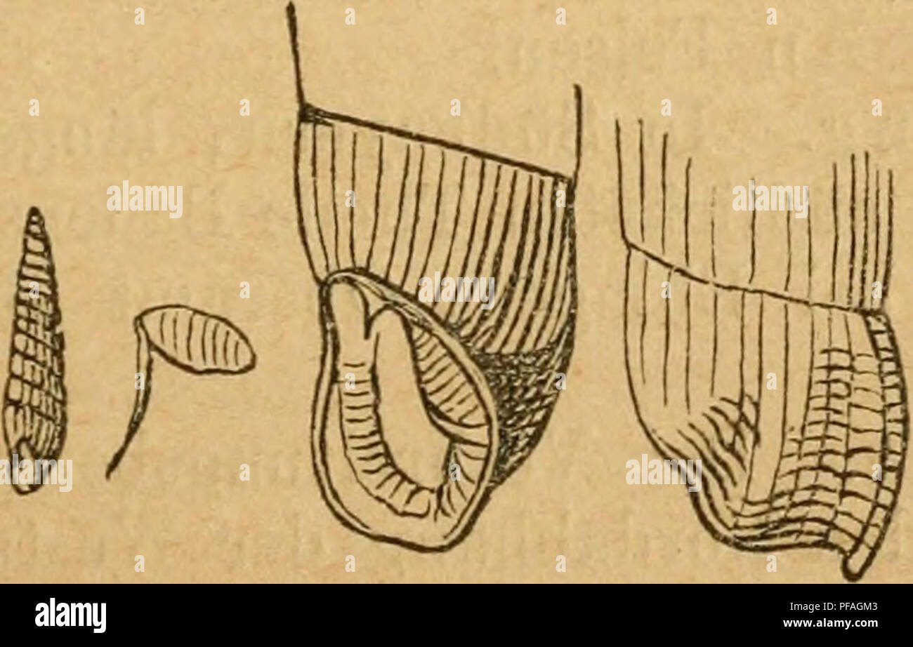 This work explores the mollusk fauna of Germany through a detailed ...