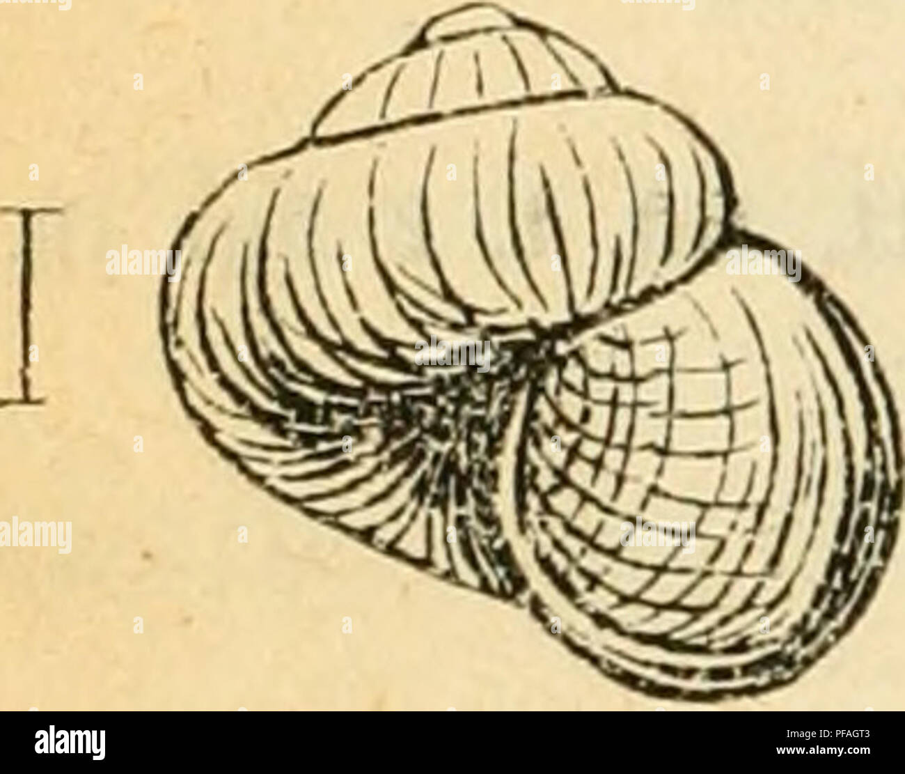 This work on the mollusk fauna of Germany details various species ...