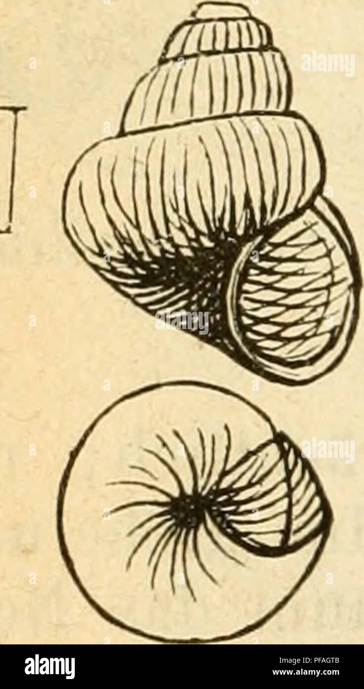 The 'Deutsche Excursions-Mollusken-Fauna' describes various mollusk ...