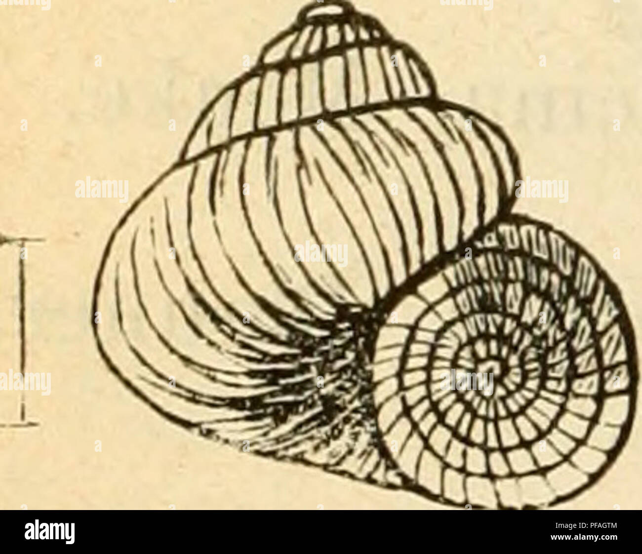 Cyclostoma hi-res stock photography and images - Alamy