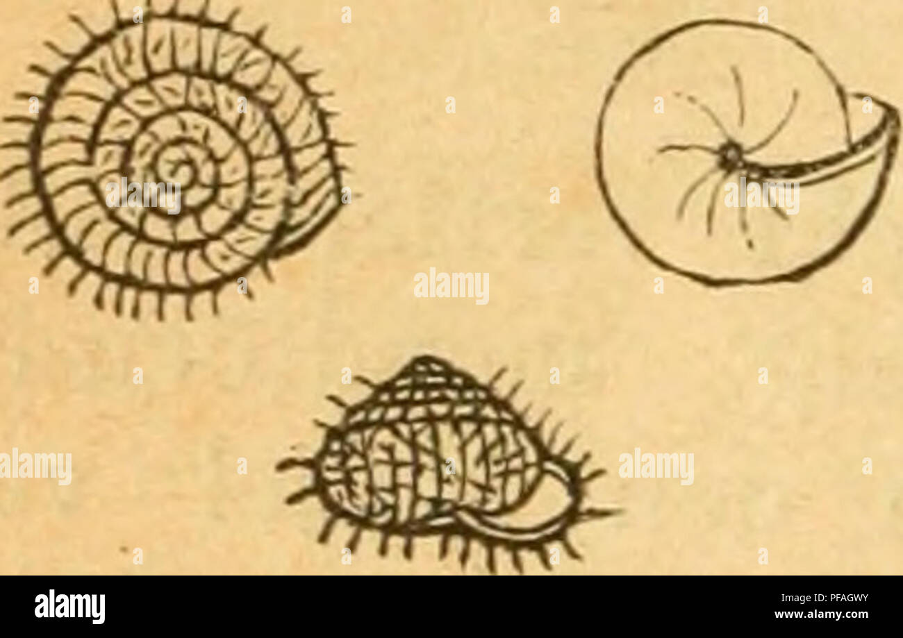 Understanding molluscan anatomy hi-res stock photography and images - Alamy
