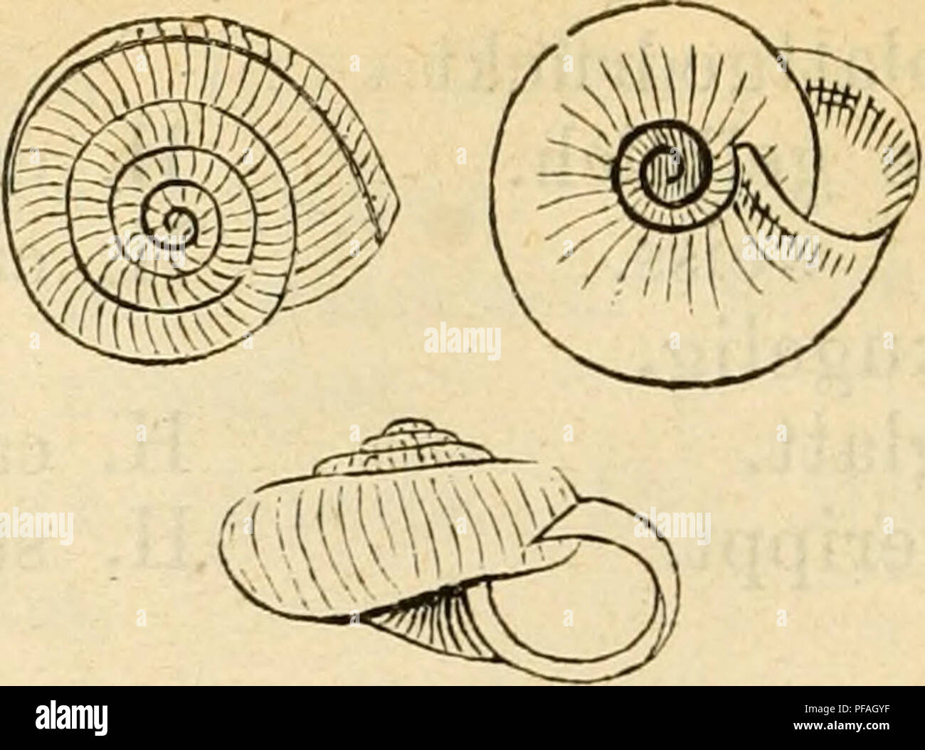 This illustration showcases the mollusk species X. ericetorum, with ...