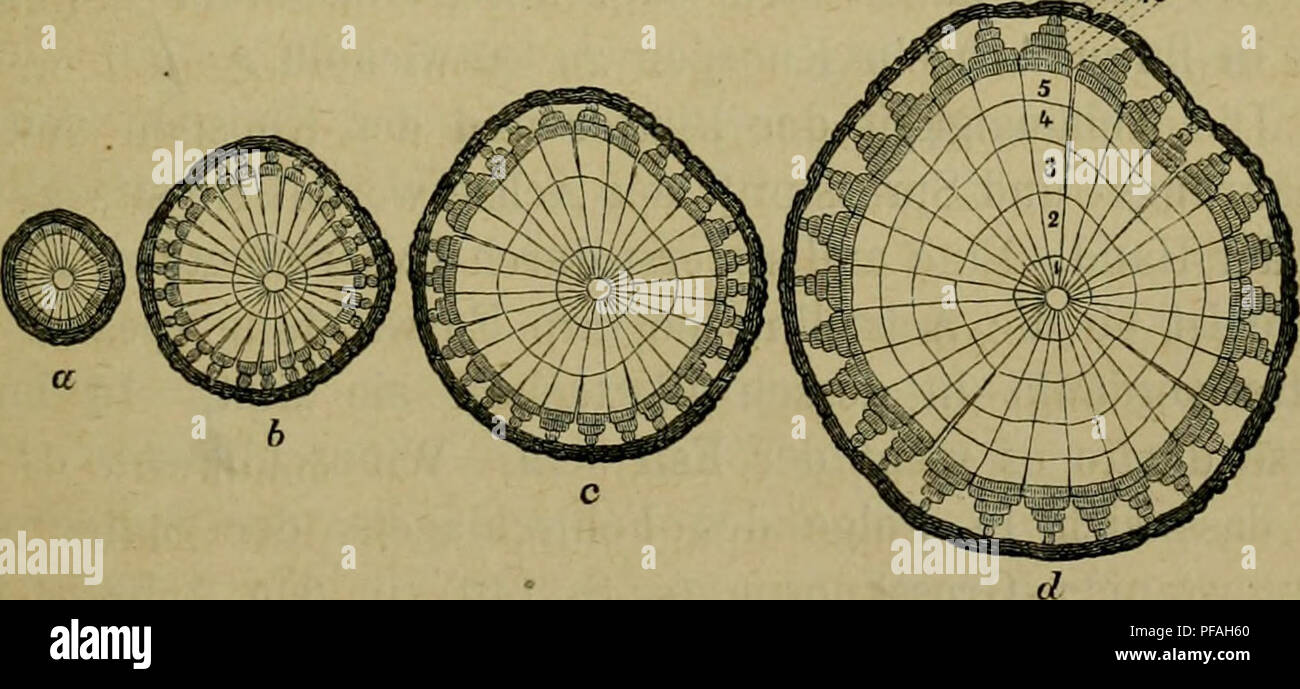 This botanical work provides detailed descriptions of German forestry ...