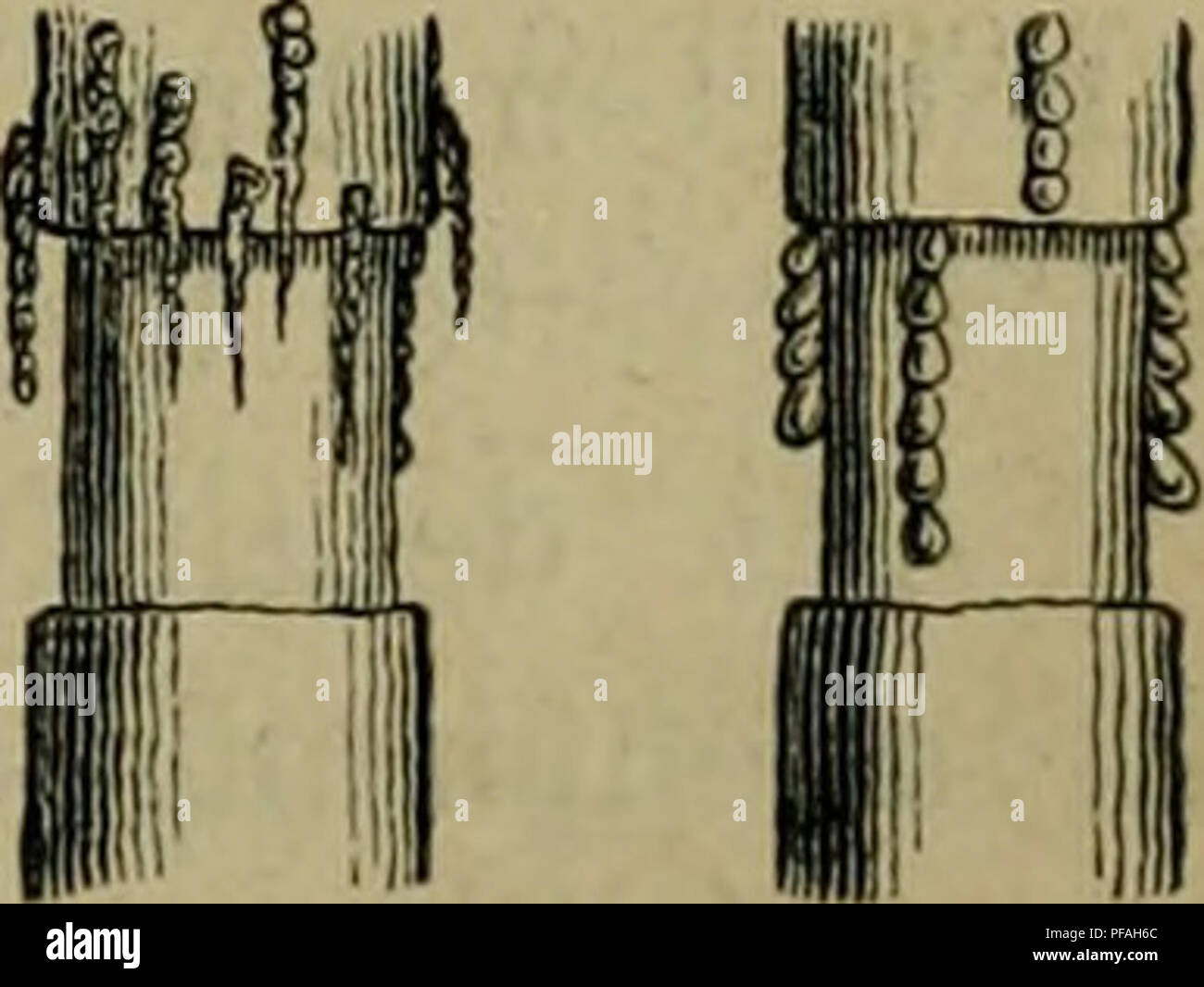 This German forestry botany work provides detailed descriptions of ...