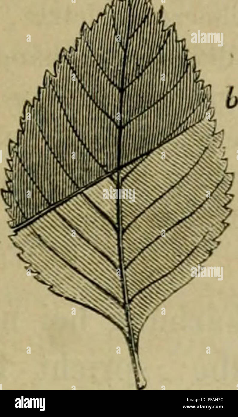 This image describes a mechanical injury to the leaves of woody plants ...