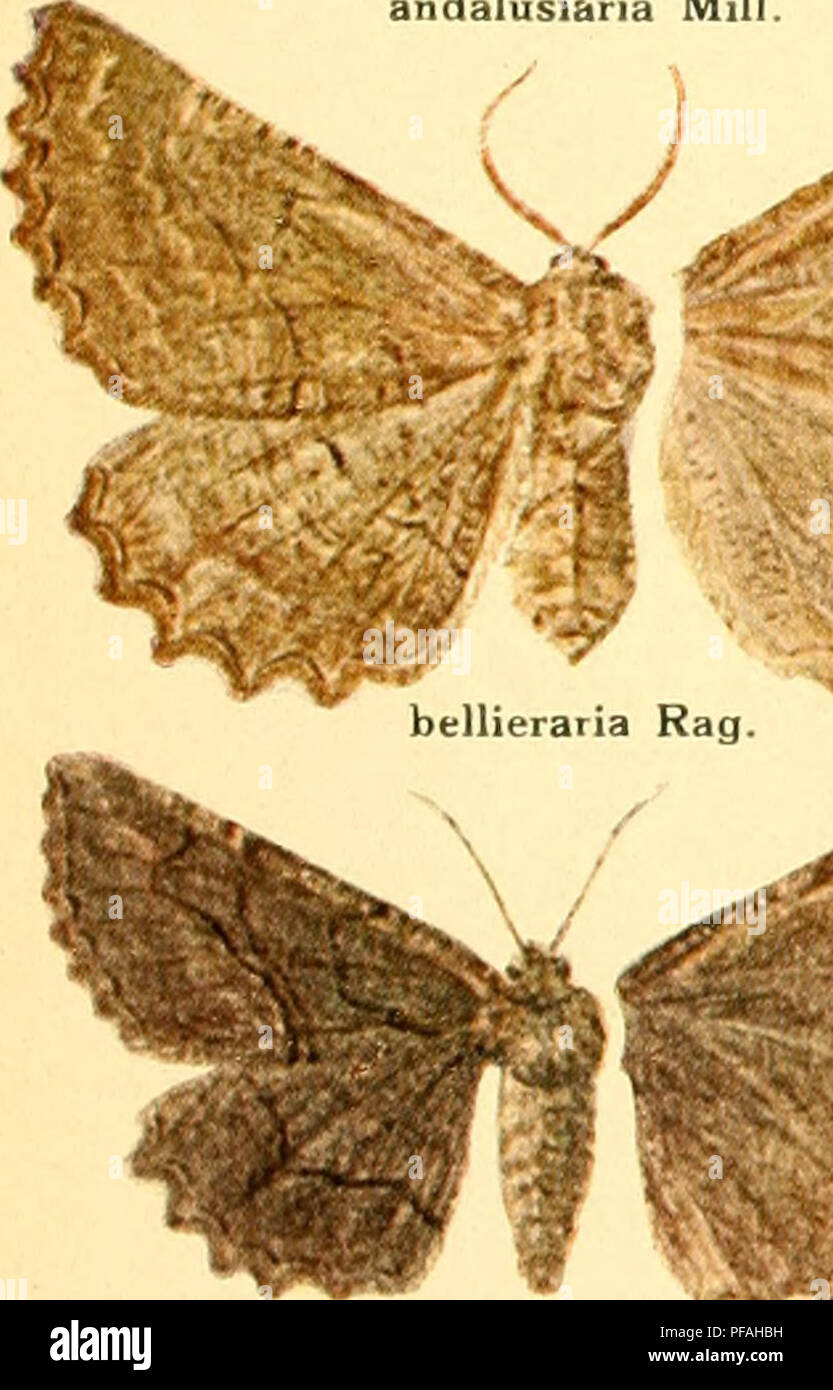 This image is part of the Deutsche Entomologische Zeitschrift Iris ...