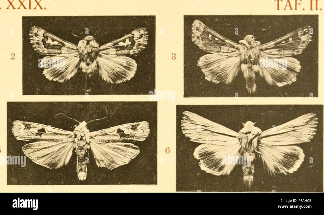 This image is from a scanned page of the German entomological journal ...