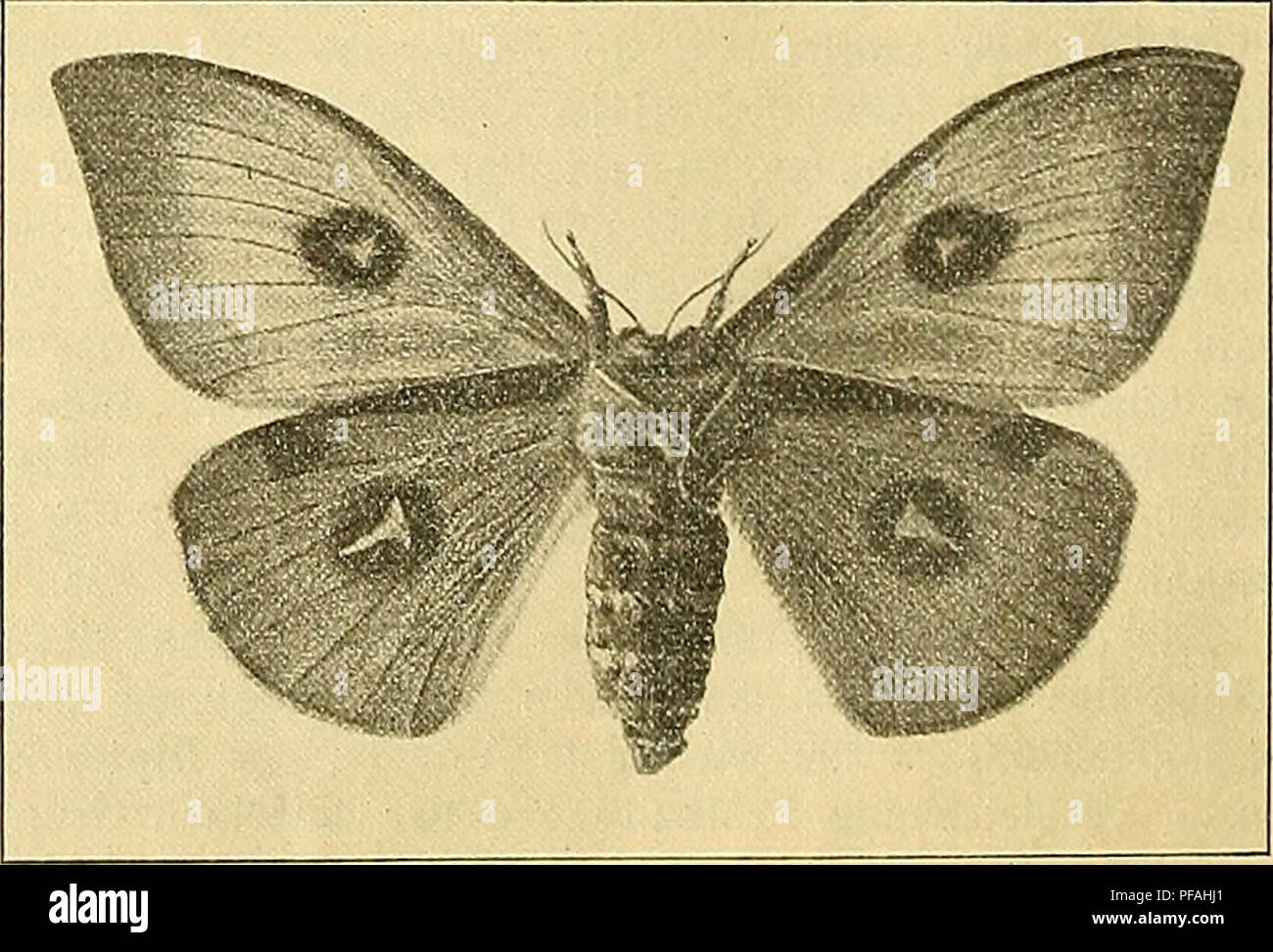 This publication presents detailed illustrations of various insects ...