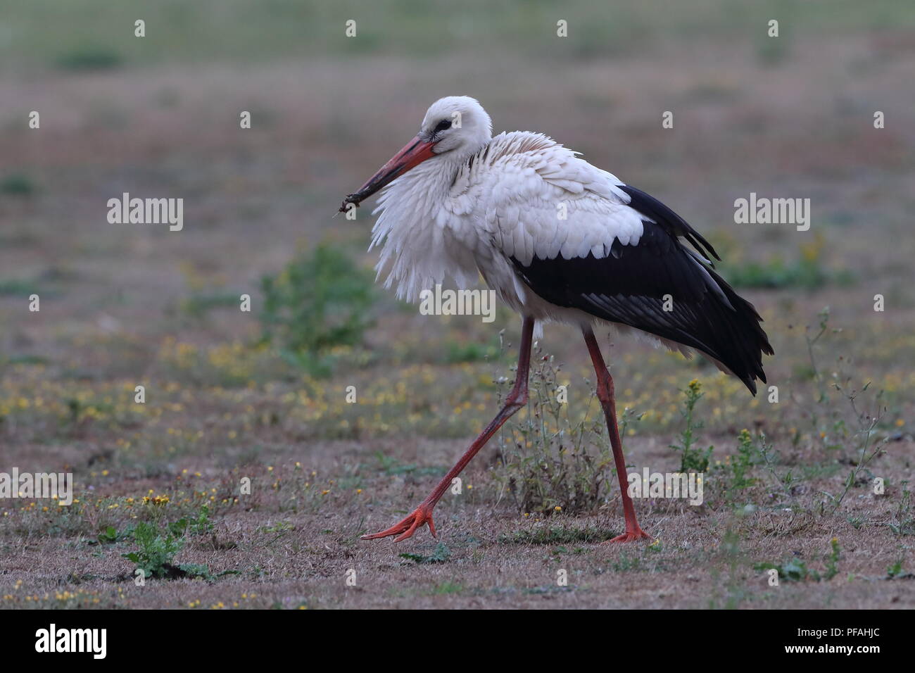 White stork england hi-res stock photography and images - Alamy