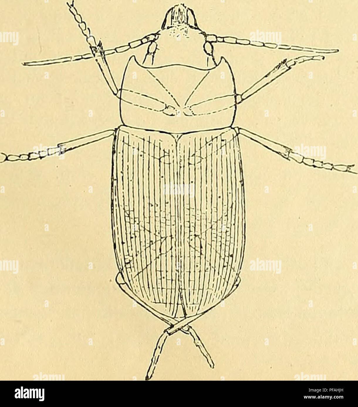 This image from the Deutsche Entomologische National-Bibliothek ...