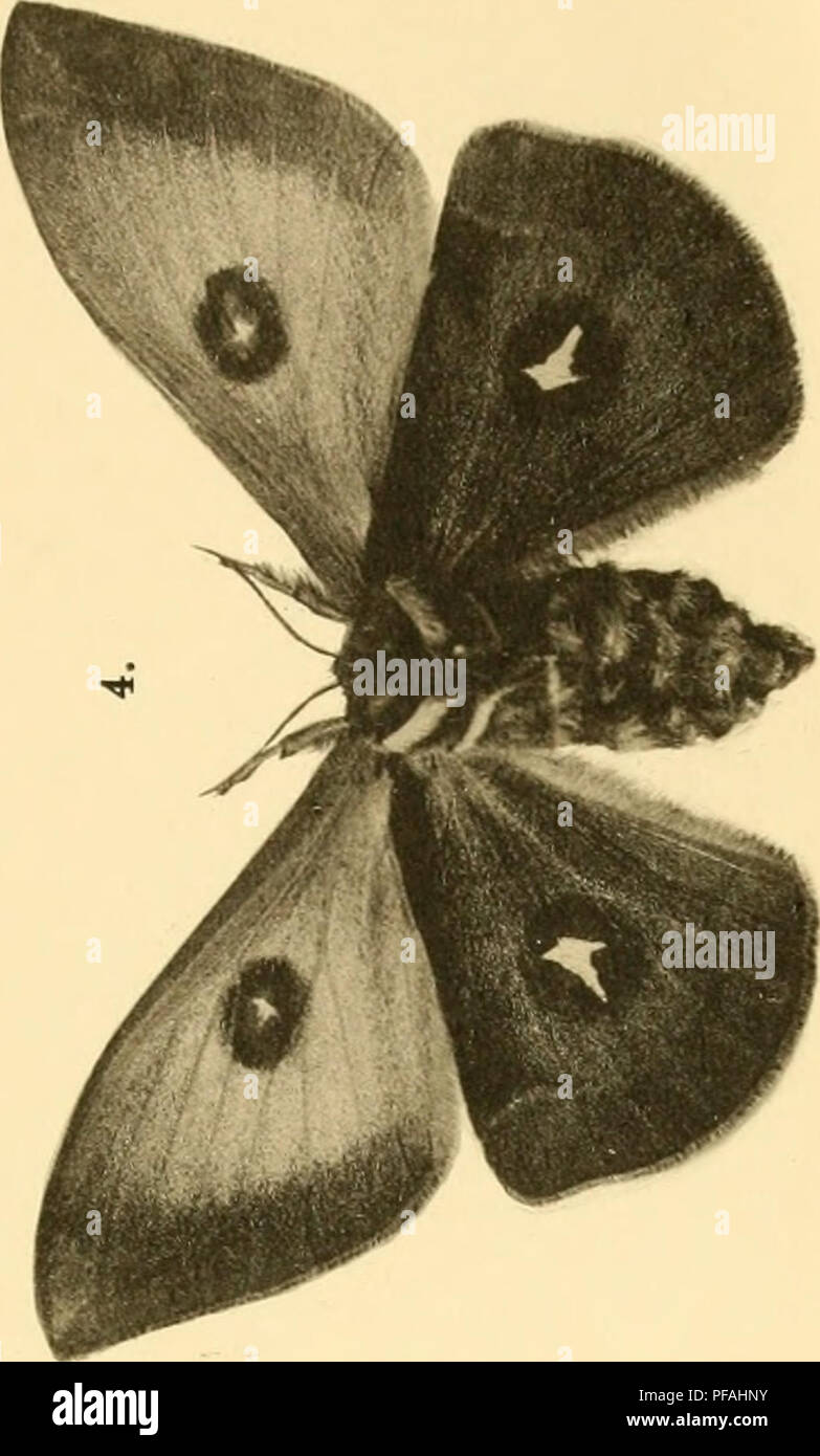 The illustration from the German entomological journal depicts various ...