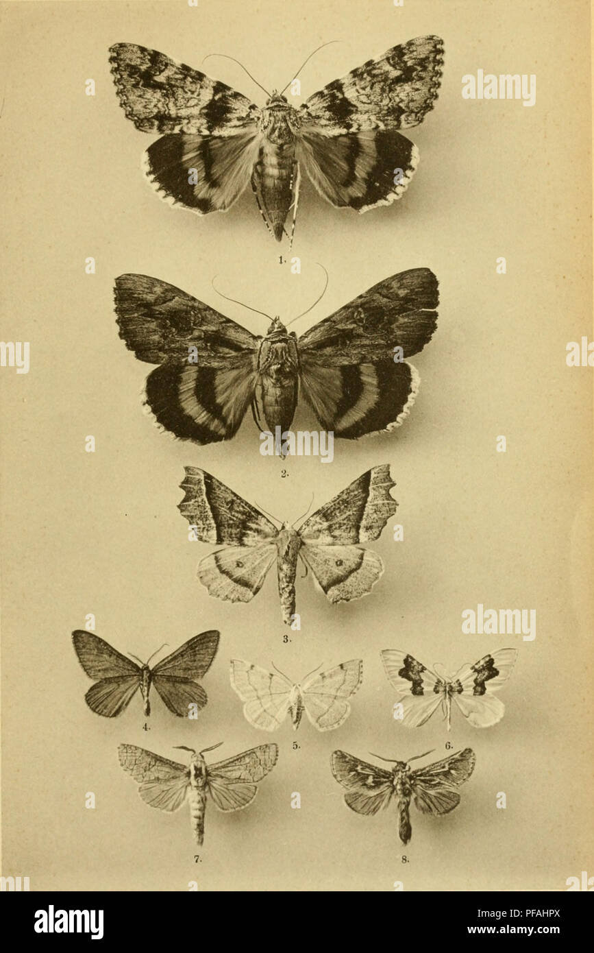 This entomological work from the *Iris* journal focuses on Lepidoptera ...