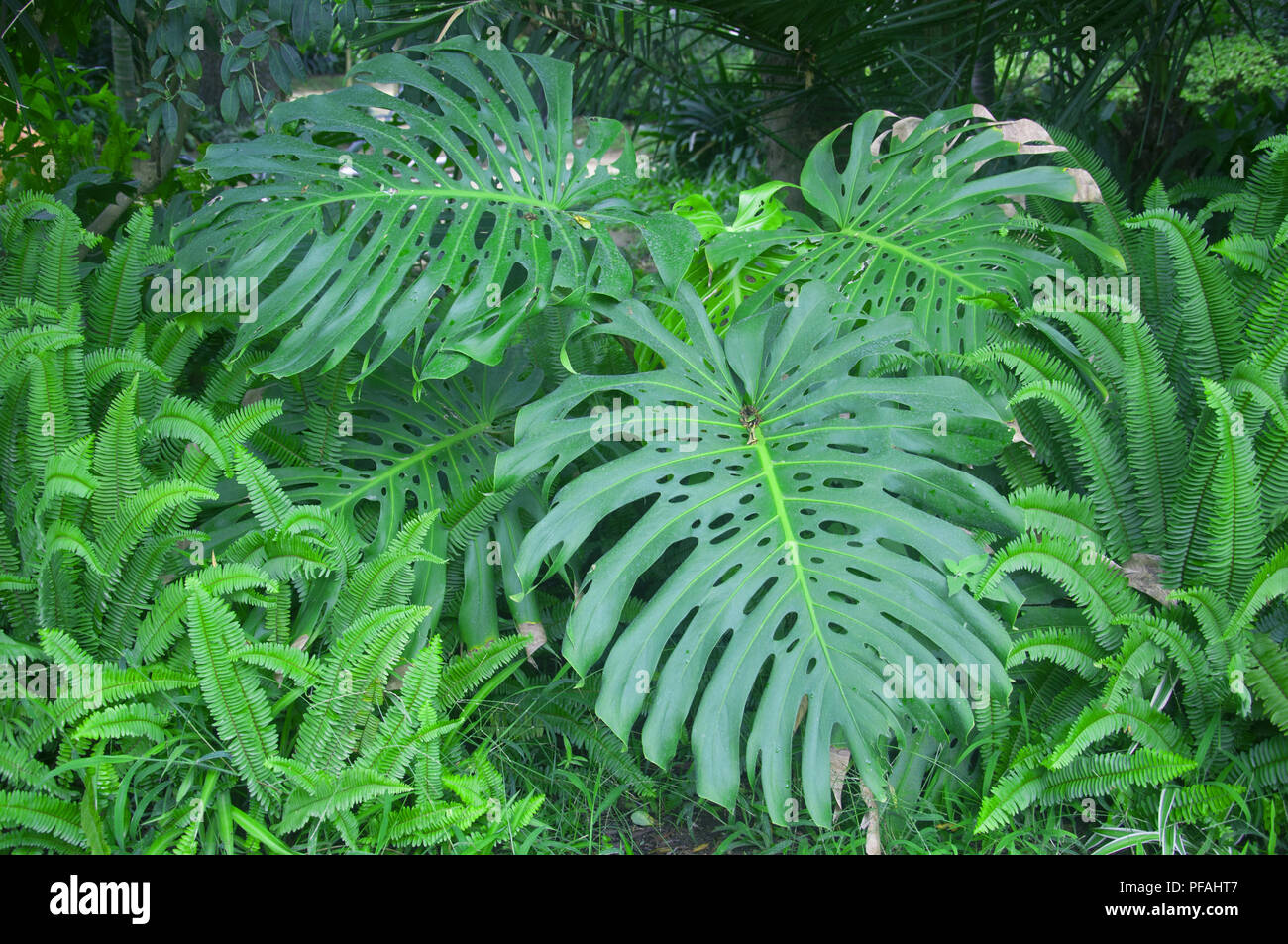 Big tree fern hi-res stock photography and images - Alamy