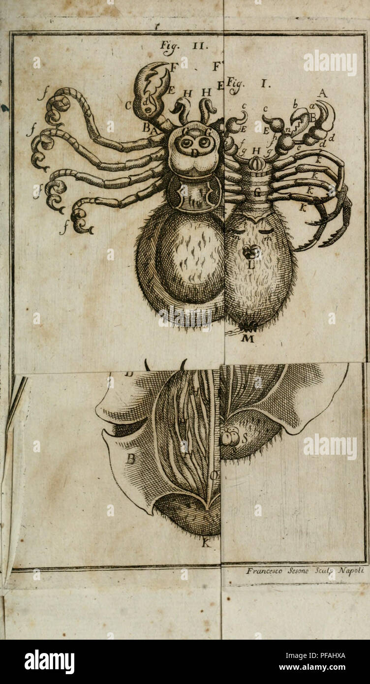This work on the anatomy and bite of tarantulas explores the biological ...