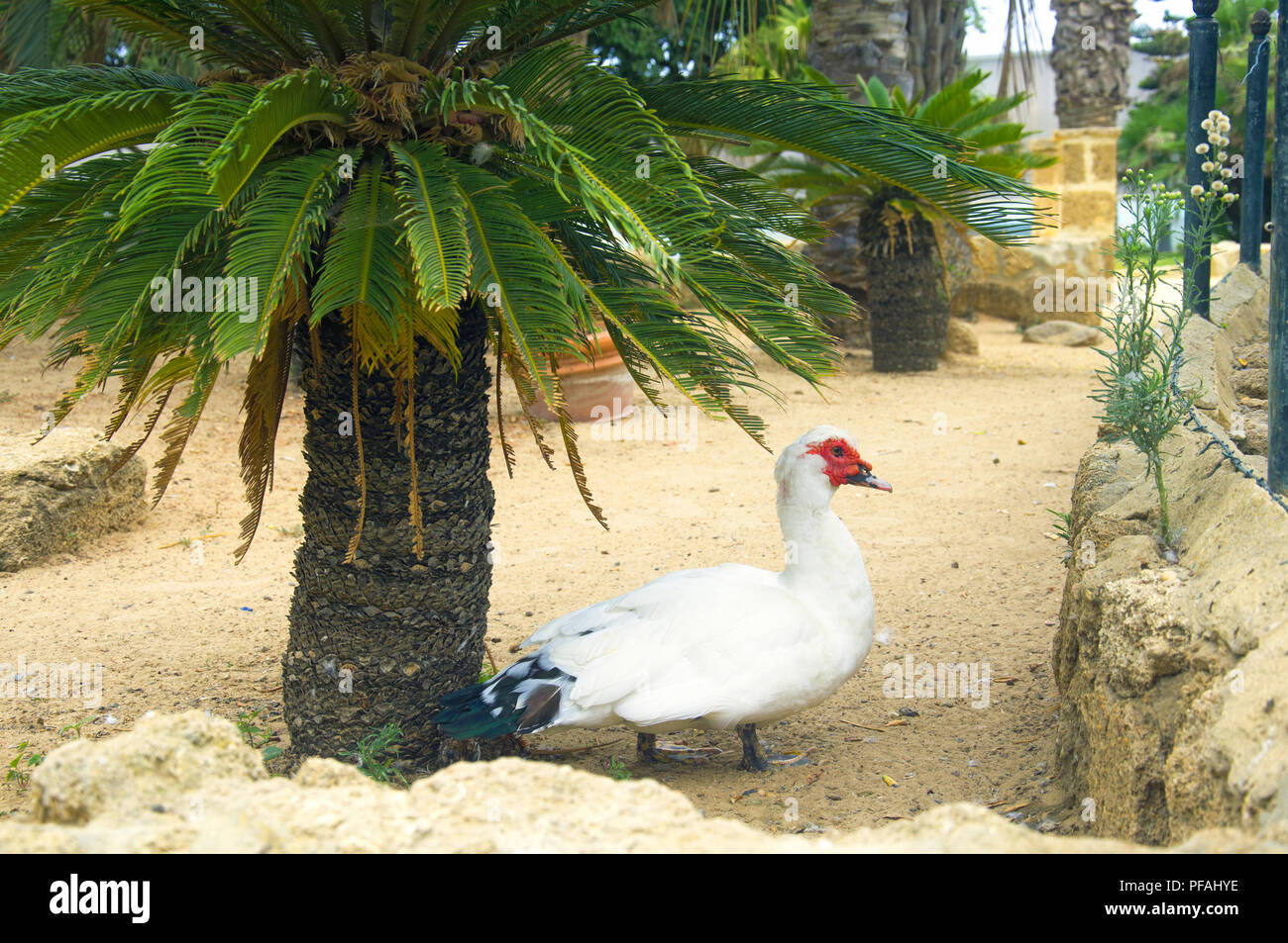 Big white duck under the small palm tree, summer, Spain Stock Photo - Alamy