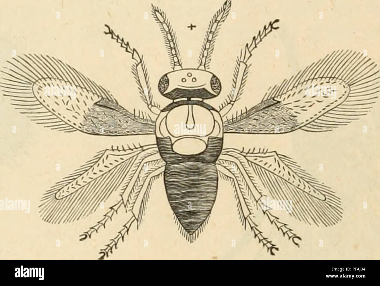 This image highlights the physical characteristics of destructive ...