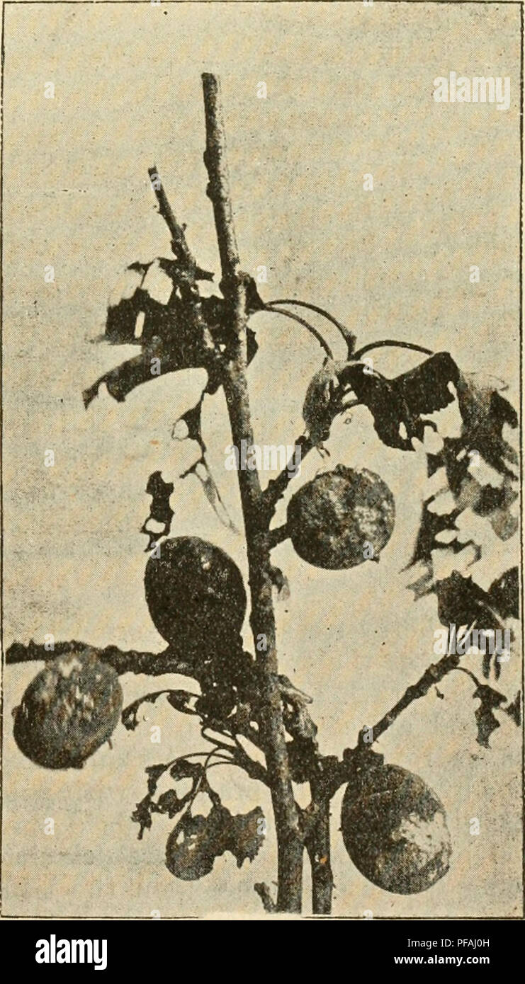 . Destructive insects. Insect pests. Fig 29. This is known as the fall ...