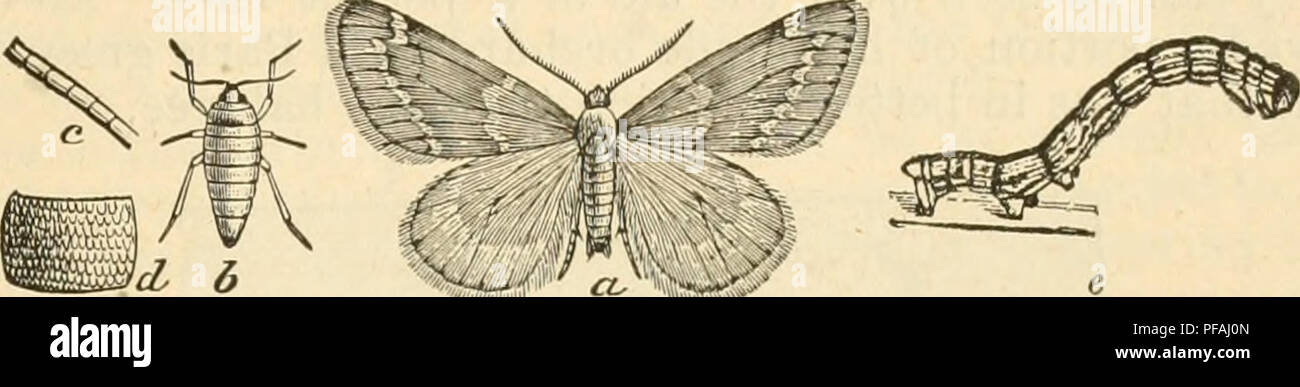 Plum worm hi-res stock photography and images - Alamy