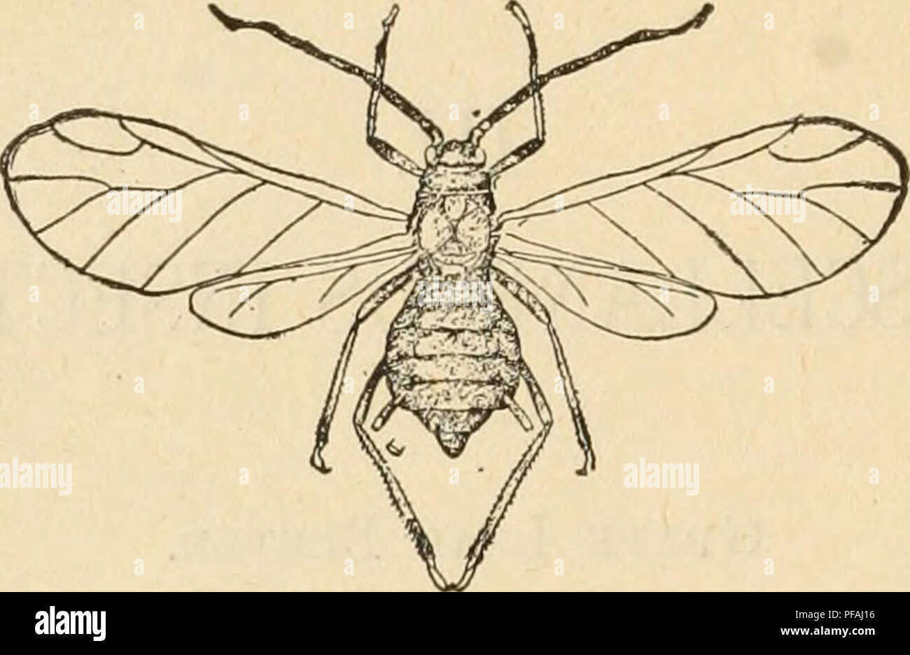 Aphis persica hi-res stock photography and images - Alamy