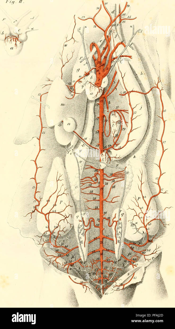 Alfonso Corti’s study on the cardiovascular system of Varanus griseus ...