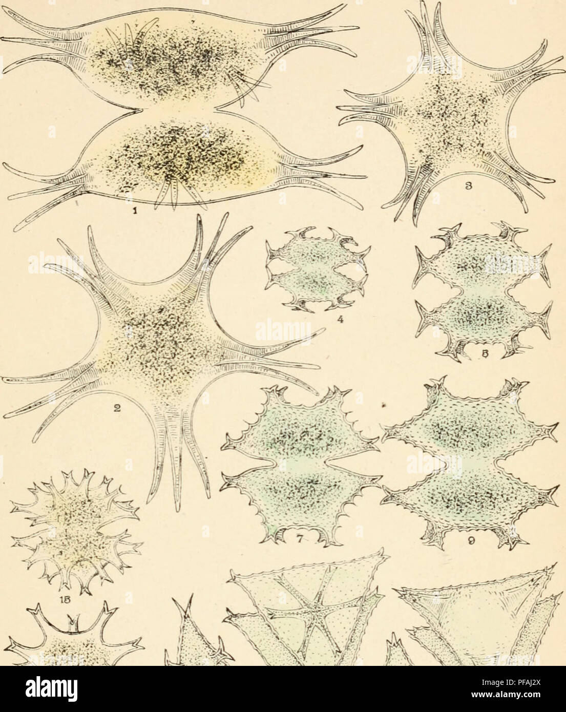 This study of Desmidiaceae algae in the United States presents a ...