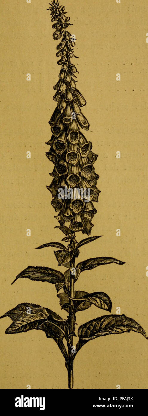 A study on poisonous plants, focusing on their potential to cause harm ...