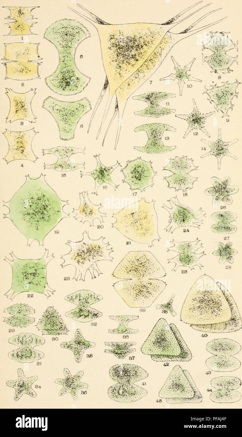 This work presents an extensive catalog of desmids (Desmidiaceae) and ...