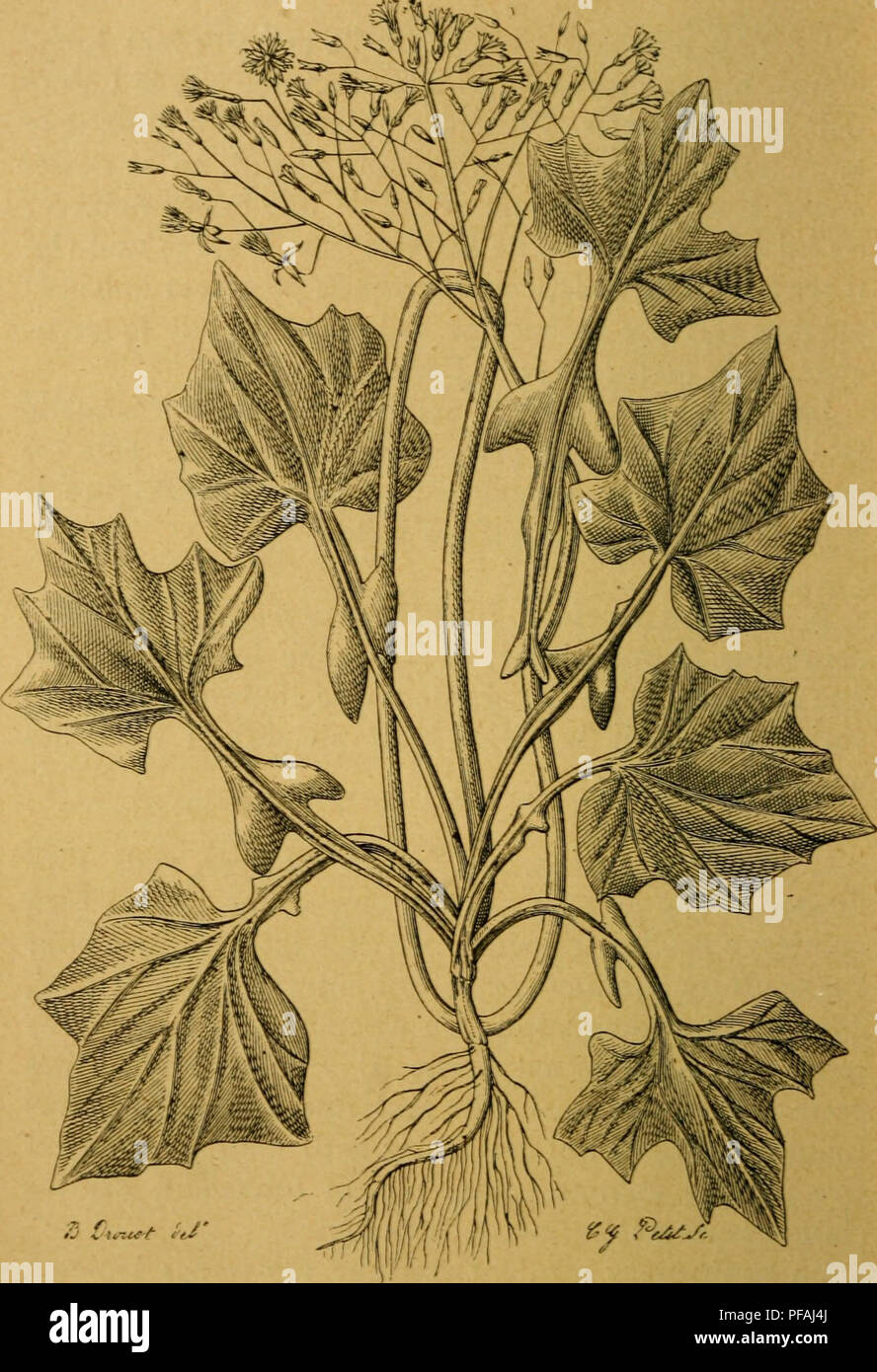 This work documents poisonous plants and their effects on human and ...
