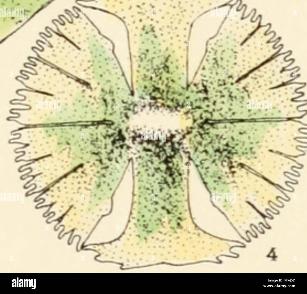 Algal structures hi-res stock photography and images - Alamy
