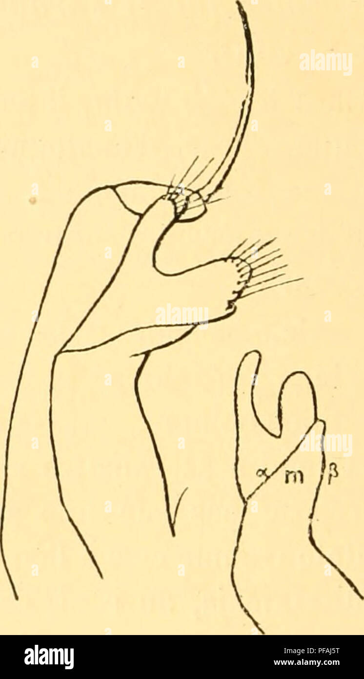 This study examines the respiratory mechanisms of decapod crustaceans ...