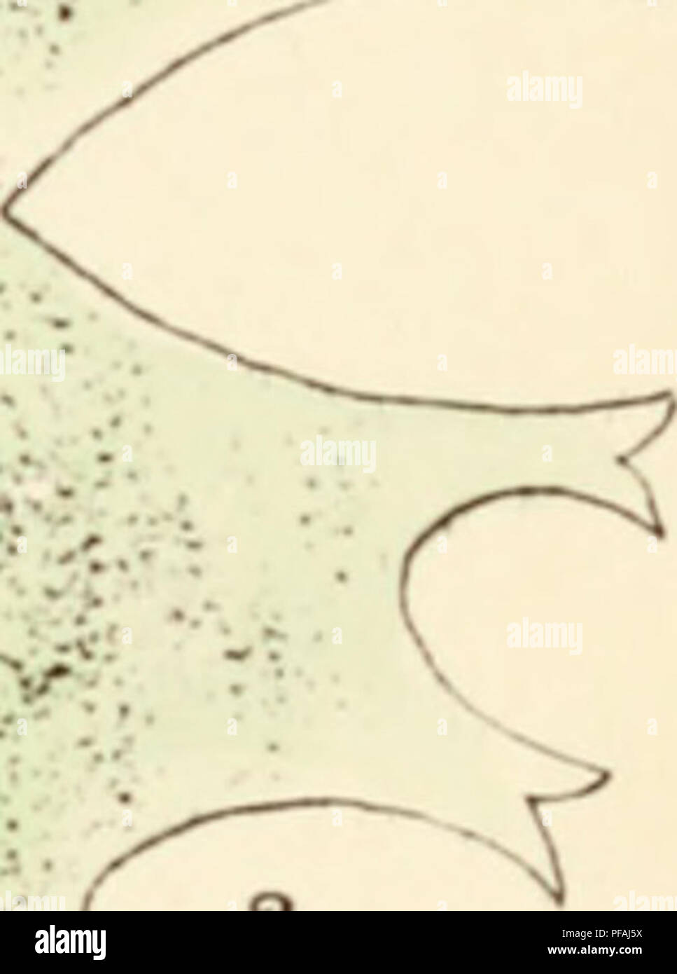 This work provides a comprehensive guide to the Desmidiaceae family and ...