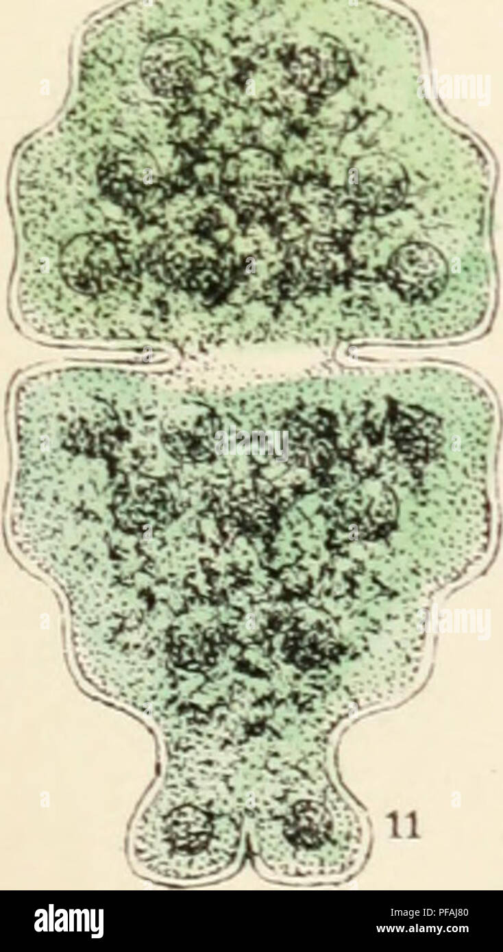 This image shows various species of Desmids, a group of freshwater ...