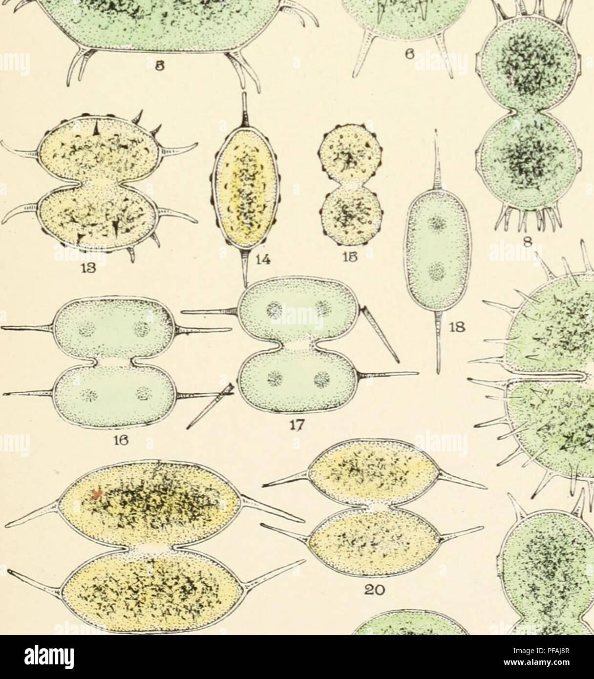 This publication presents a detailed study of Desmids and Pediastrums ...