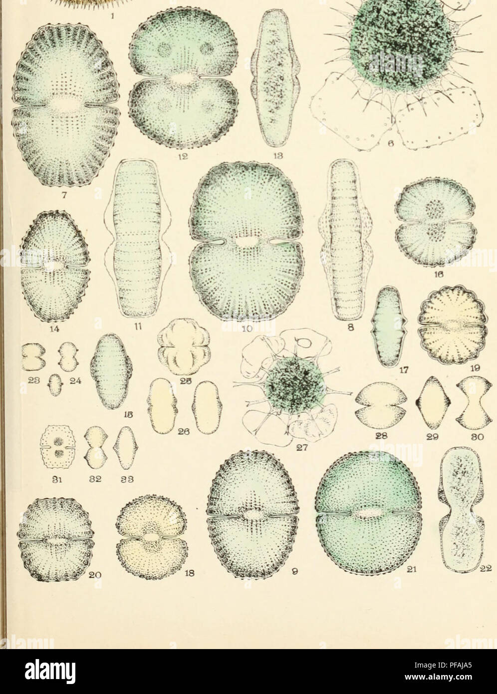 This comprehensive work on Desmidiaceae algae in the United States ...