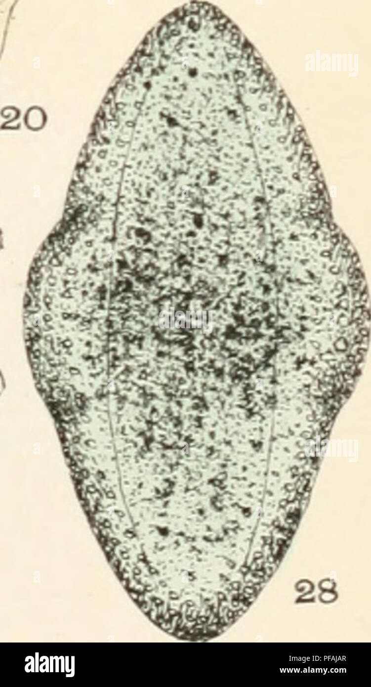 This work provides an in-depth study of Desmids and Pediastrums in the ...