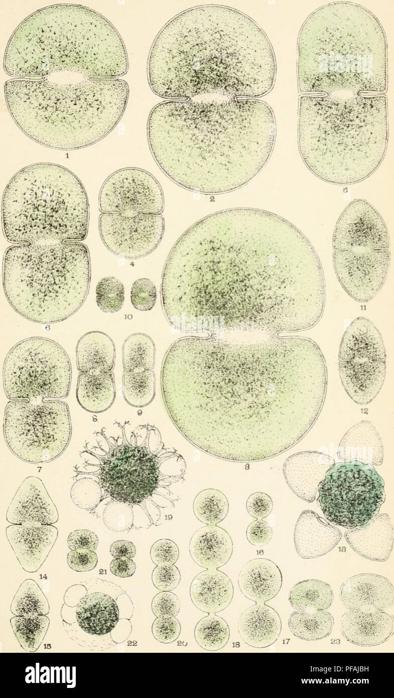 This work by Francis Wolle presents a detailed catalog of Desmids and ...