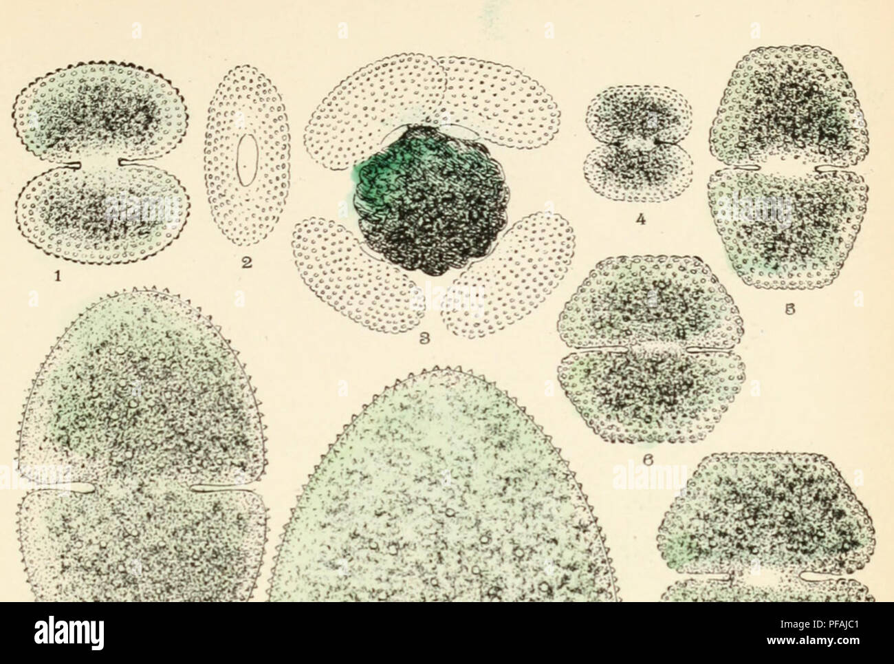 This work focuses on the Desmidiaceae family of algae, specifically in ...