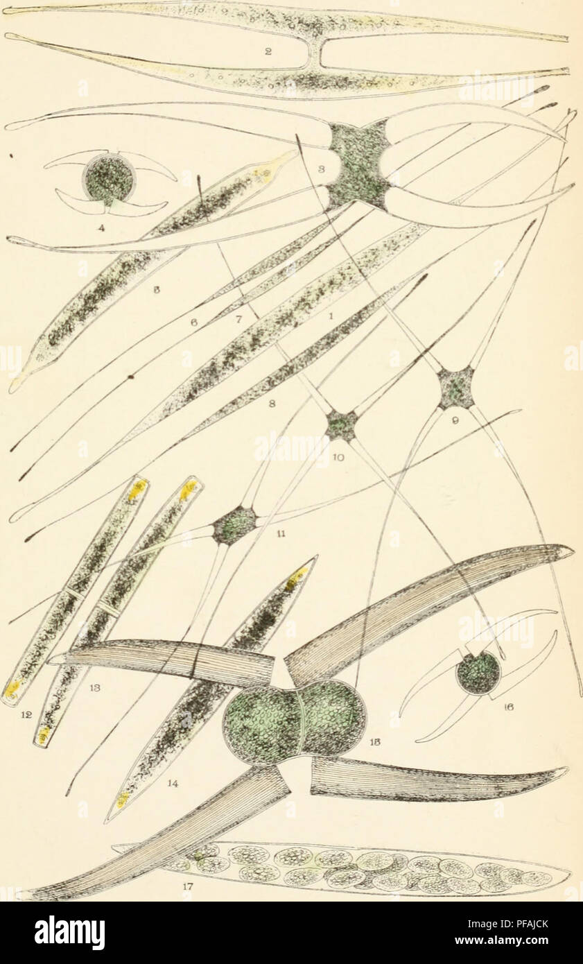 This comprehensive study focuses on the Desmidiaceae family of algae in ...