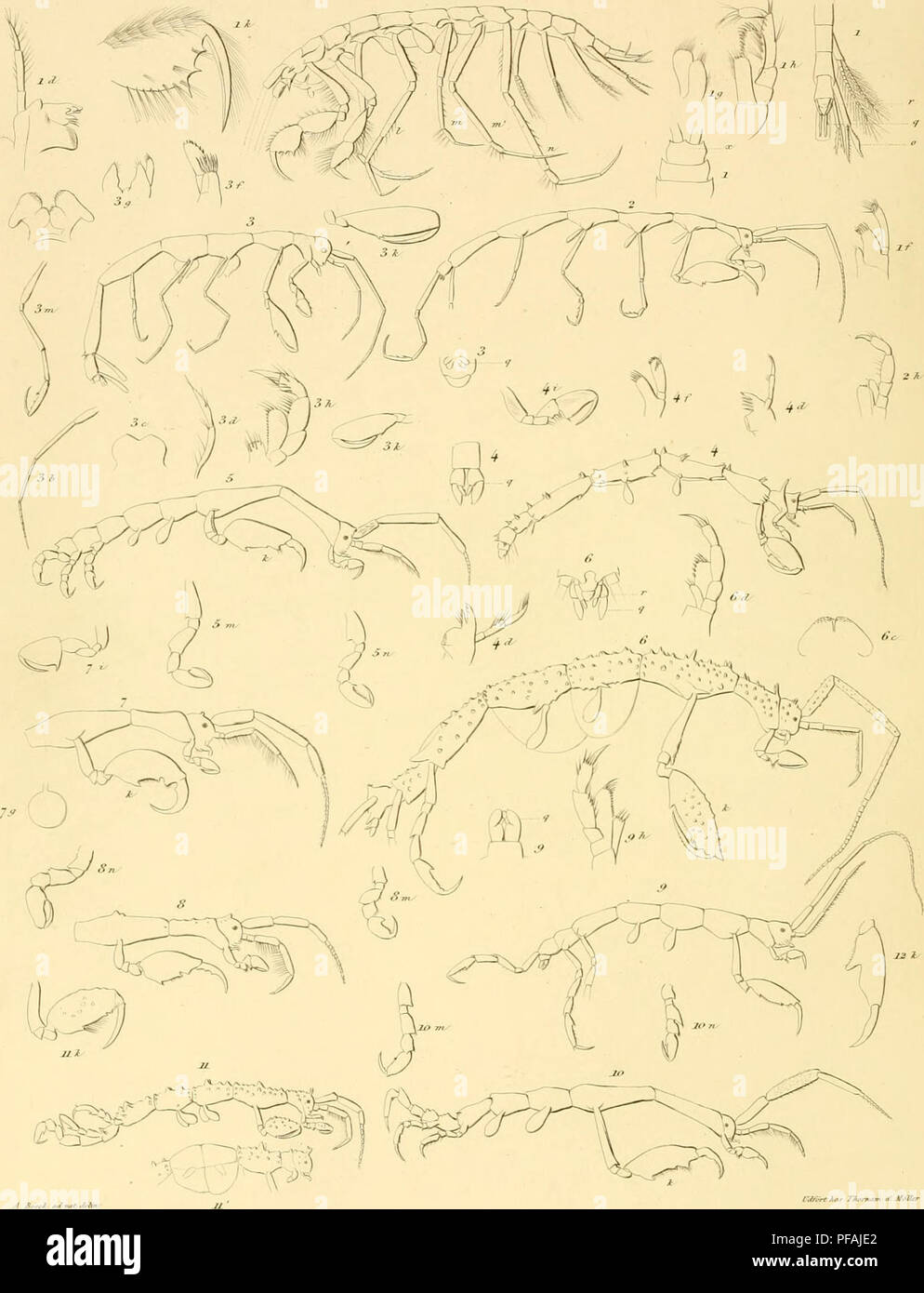 This work by Axel Boeck explores Scandinavian and Arctic amphipods ...