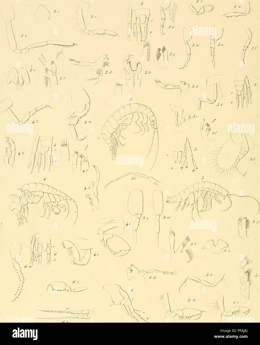 This work by Axel Boeck focuses on the amphipod species of Scandinavia ...