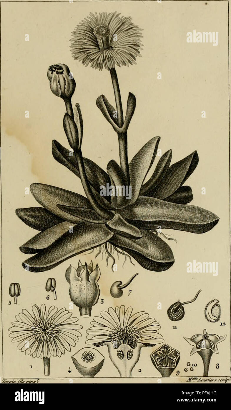 A comprehensive natural history dictionary discussing various natural ...