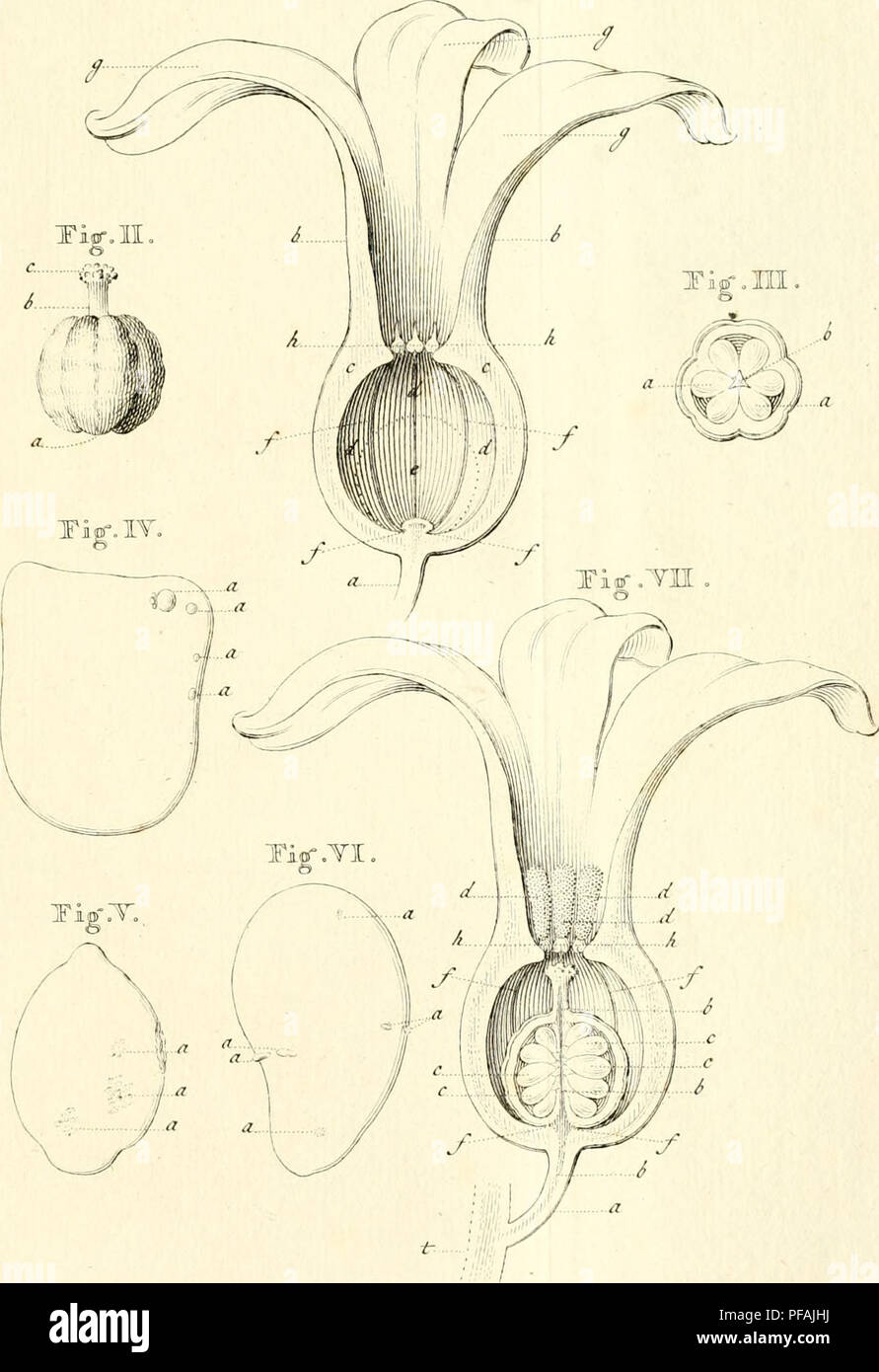 This illustration is from the work by Maximilien-Henri de Saint-Simon ...